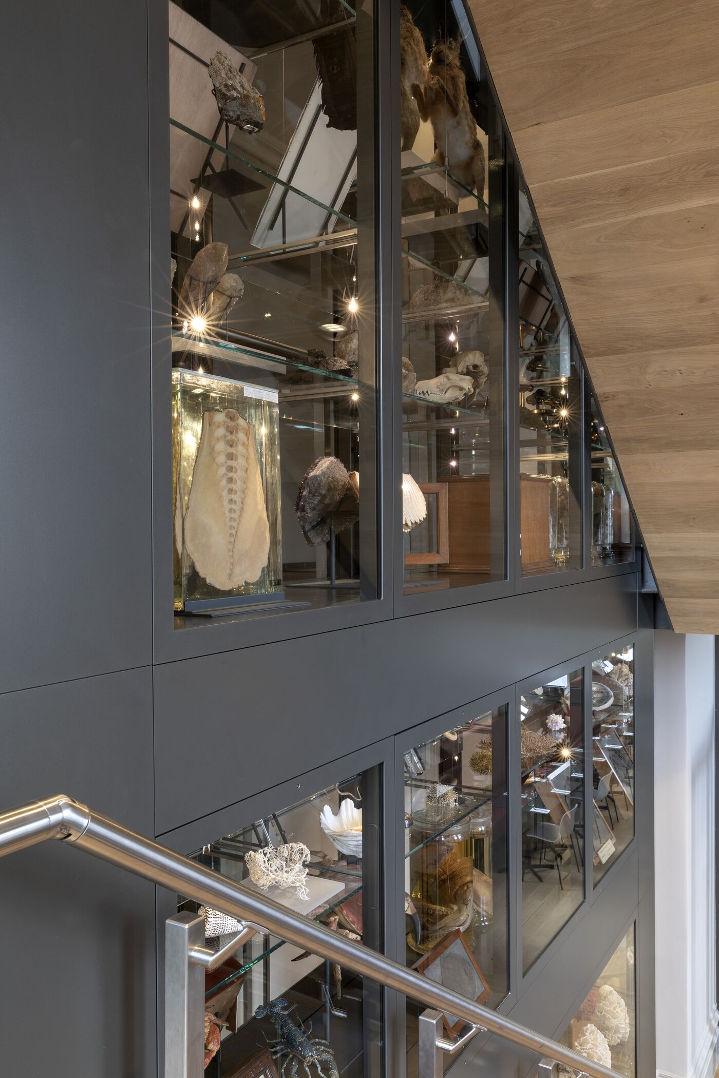 The Natural History Museum, Anning Rooms – Dannatt Johnson Architects